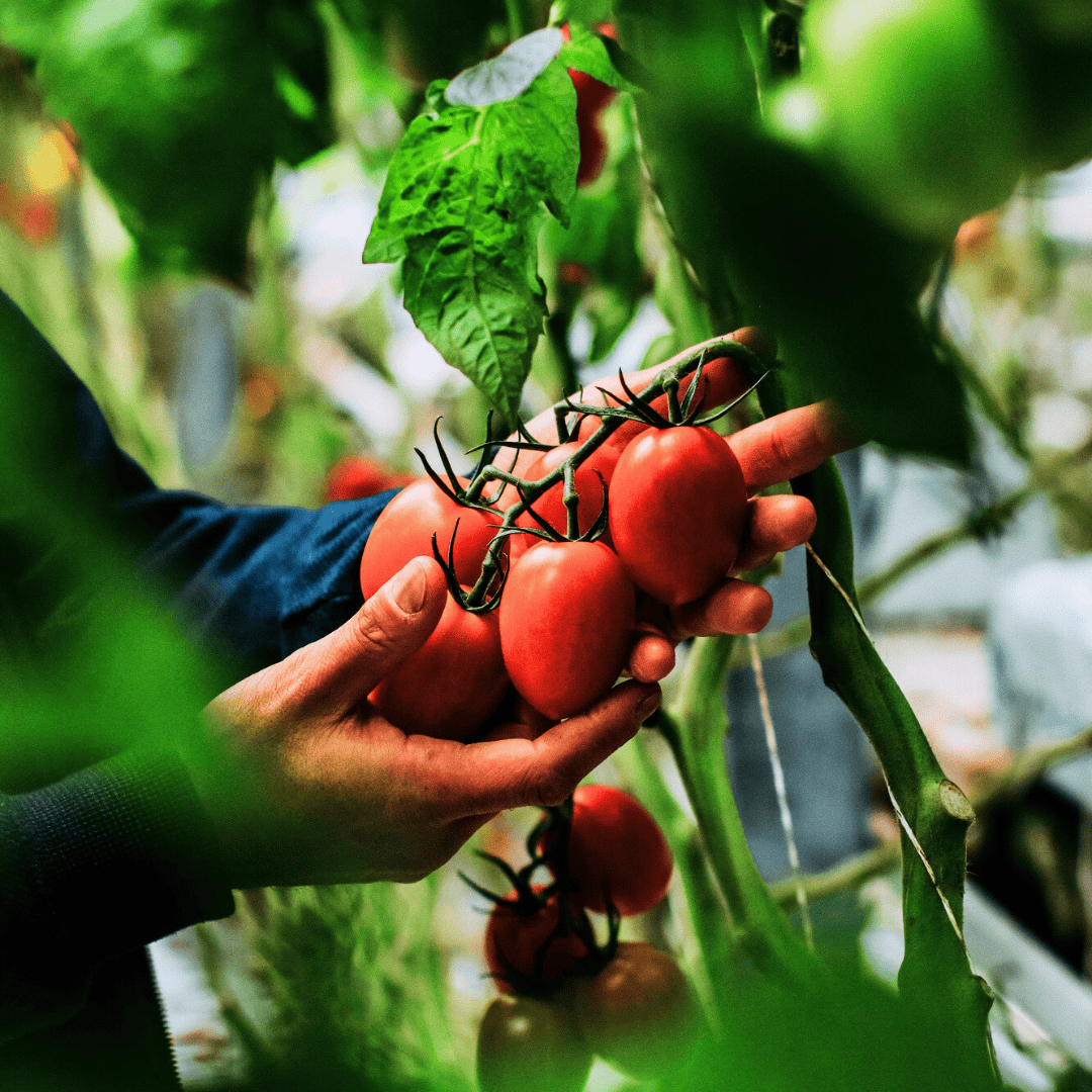 Accueil - Tomates de France
